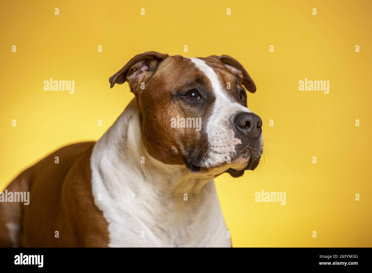 American Staffordshire Terrier Portrait Stock Photo - Alamy