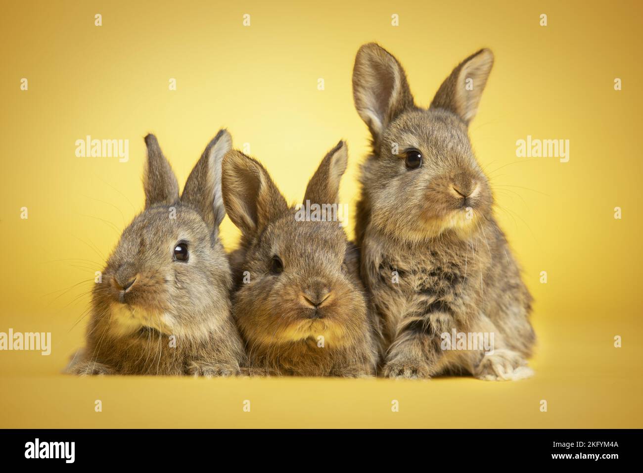 3 rabbits hi-res stock photography and images - Alamy