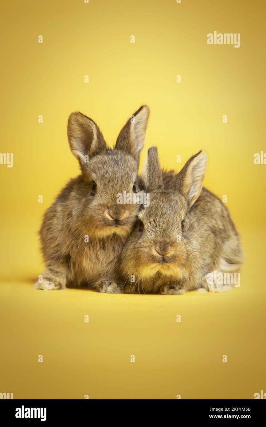 Two rabbits cuddling hi-res stock photography and images - Alamy