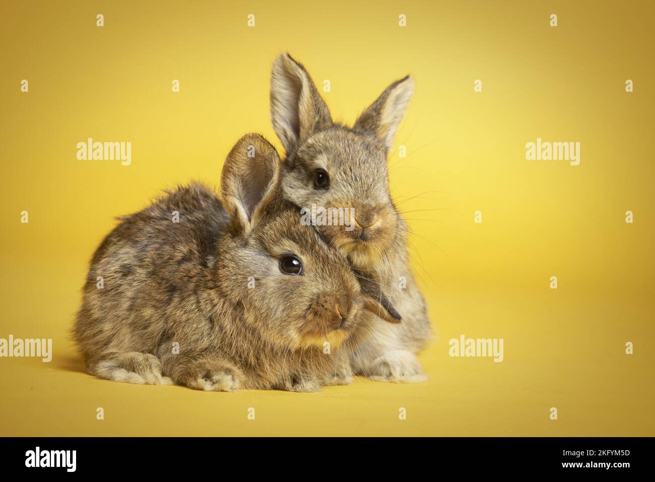 Two rabbits cuddling hi-res stock photography and images - Alamy