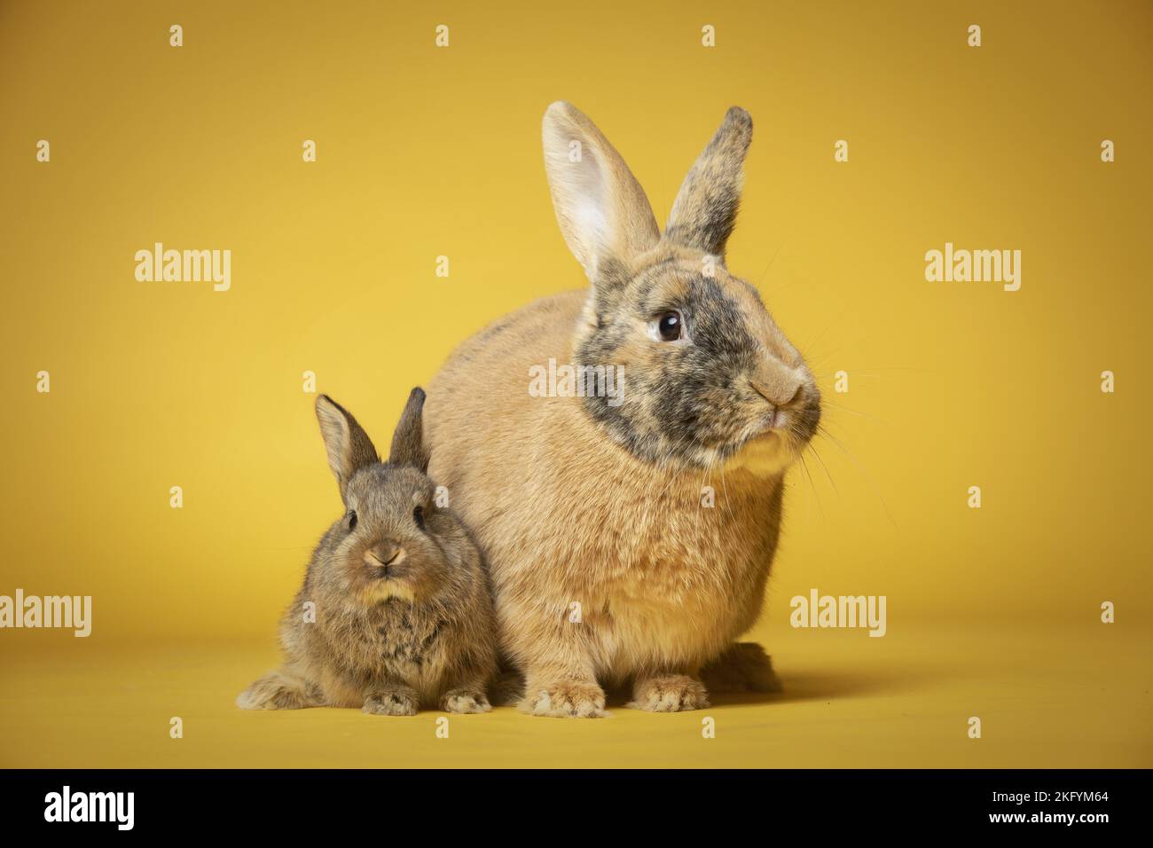 female rabbit with baby Stock Photo - Alamy