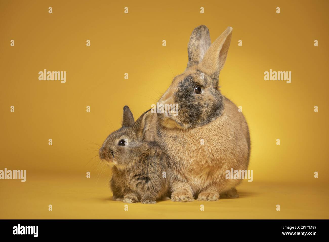 female rabbit with baby Stock Photo - Alamy