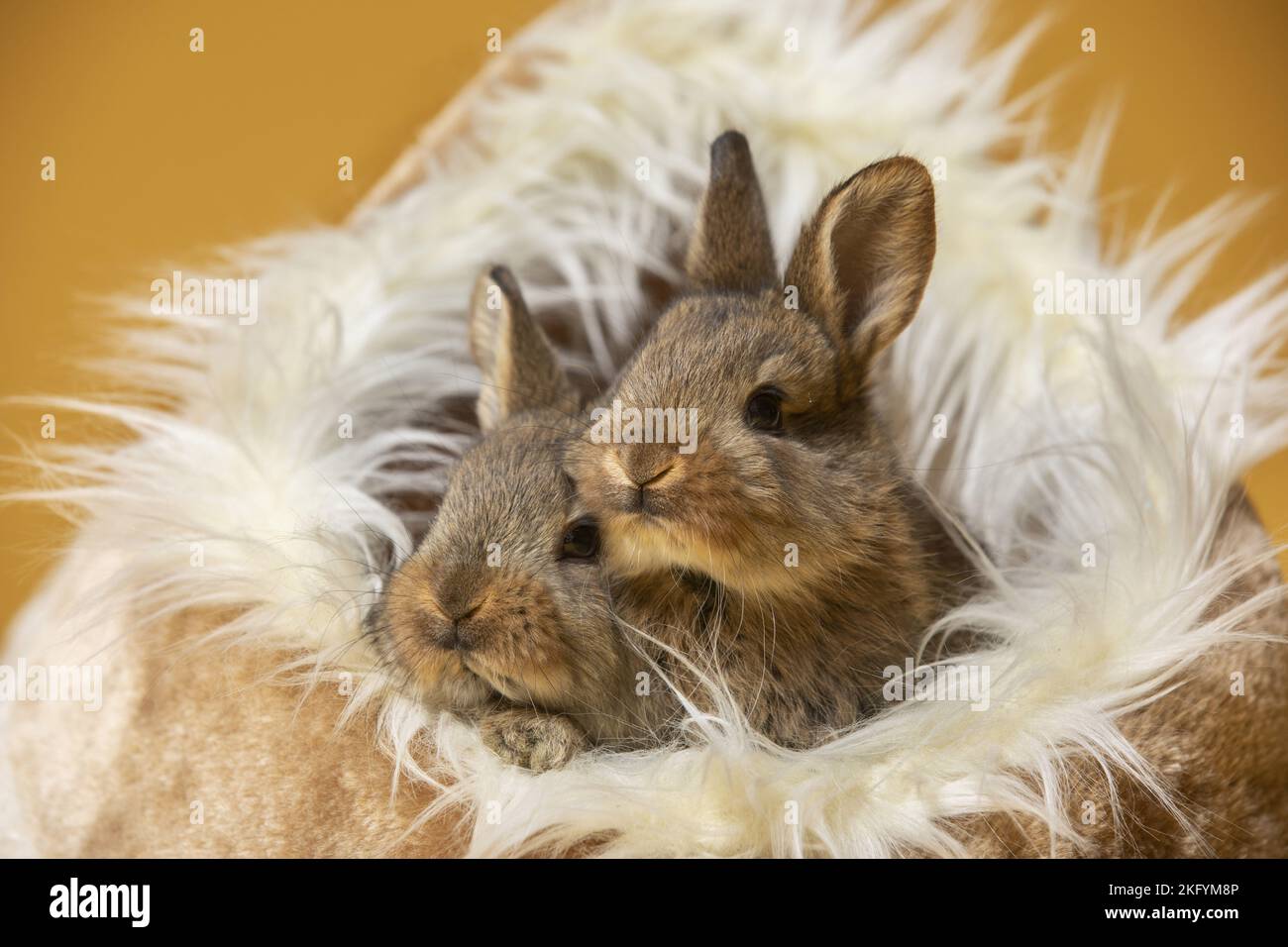 Two baby rabbits on bed hi-res stock photography and images - Alamy