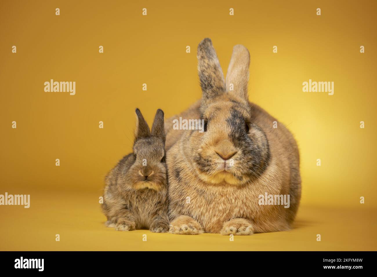 female rabbit with baby Stock Photo - Alamy