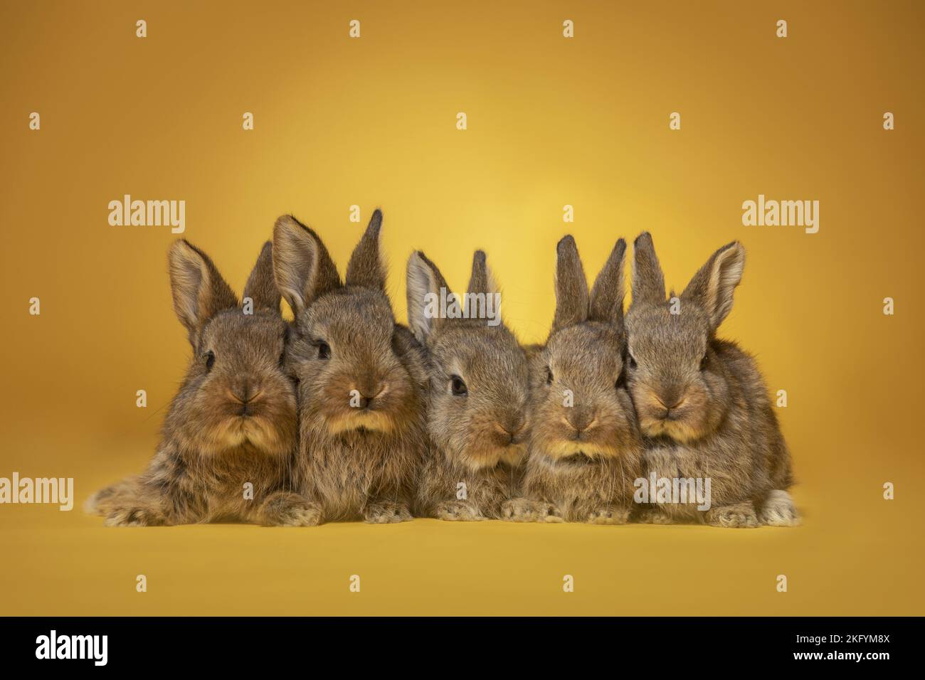 5 young rabbits Stock Photo - Alamy