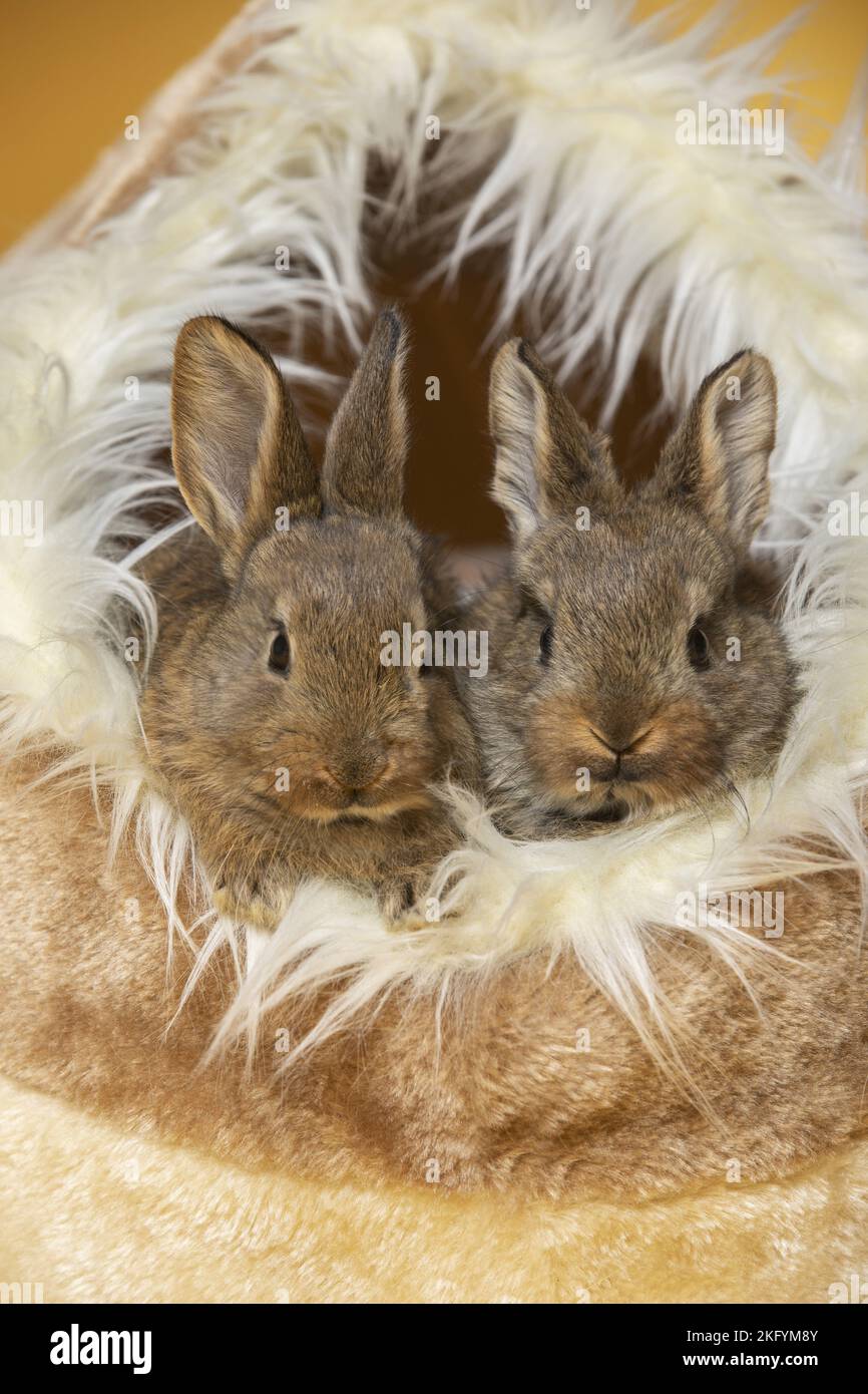 Two rabbits sleeping hi-res stock photography and images - Alamy