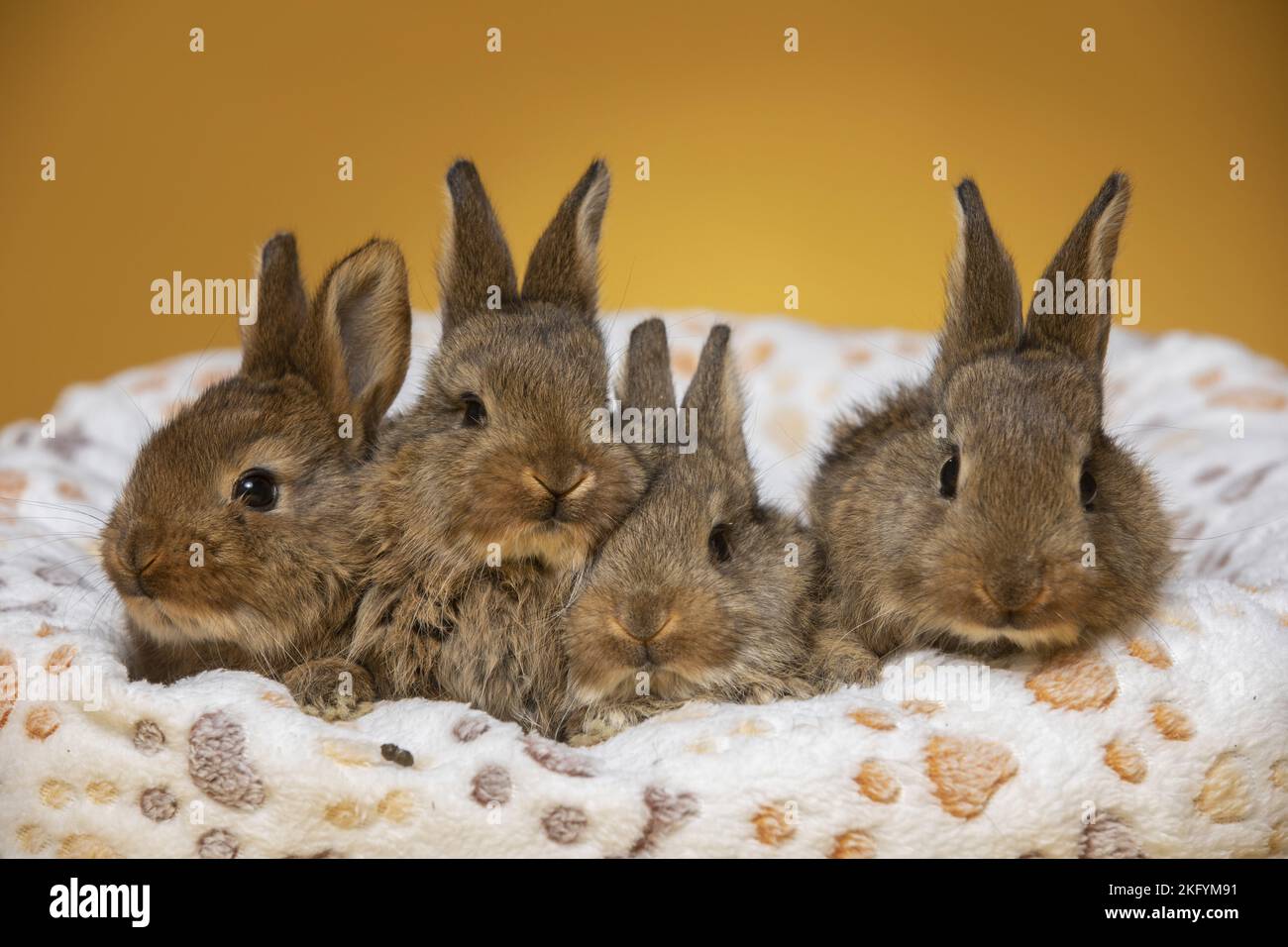 Trixie young hi-res stock photography and images - Alamy