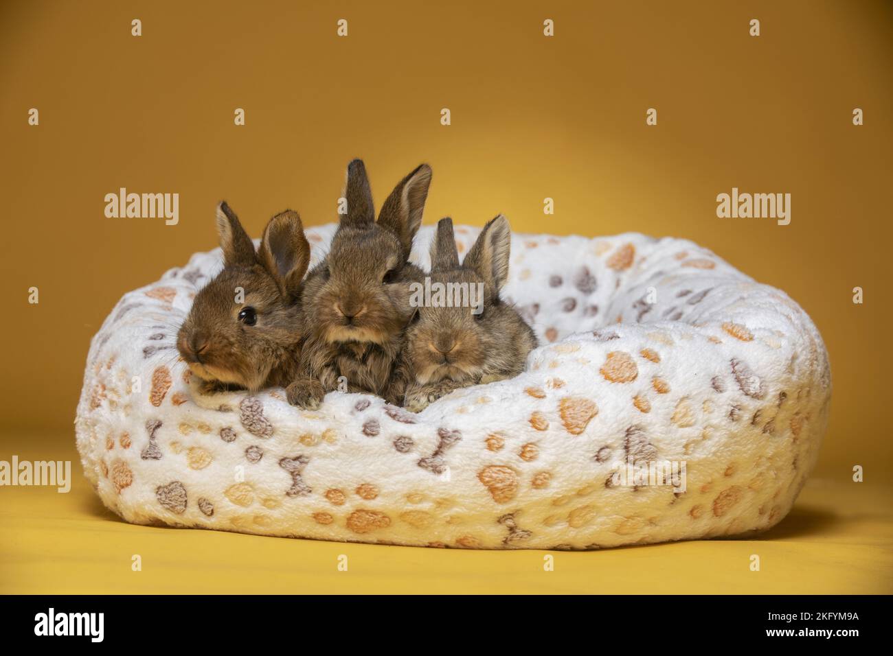 3 young rabbits Stock Photo - Alamy
