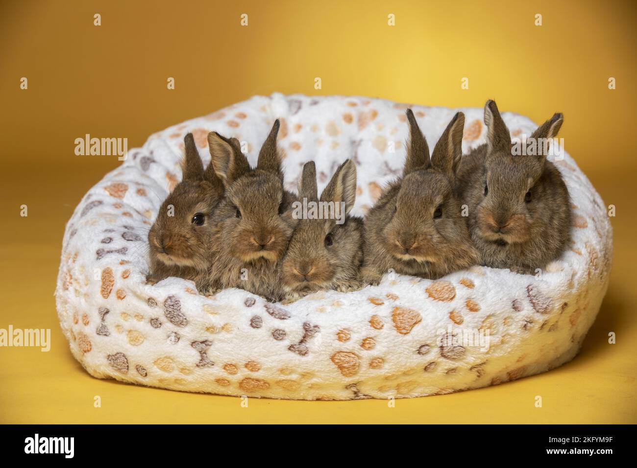 Trixie young hi-res stock photography and images - Alamy