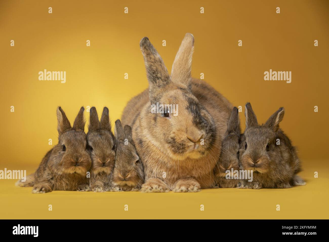 Rabbit family hi-res stock photography and images - Alamy