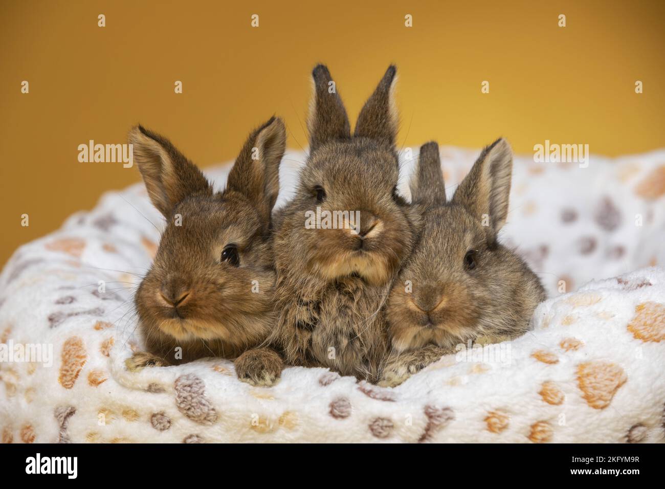 3 young rabbits Stock Photo - Alamy