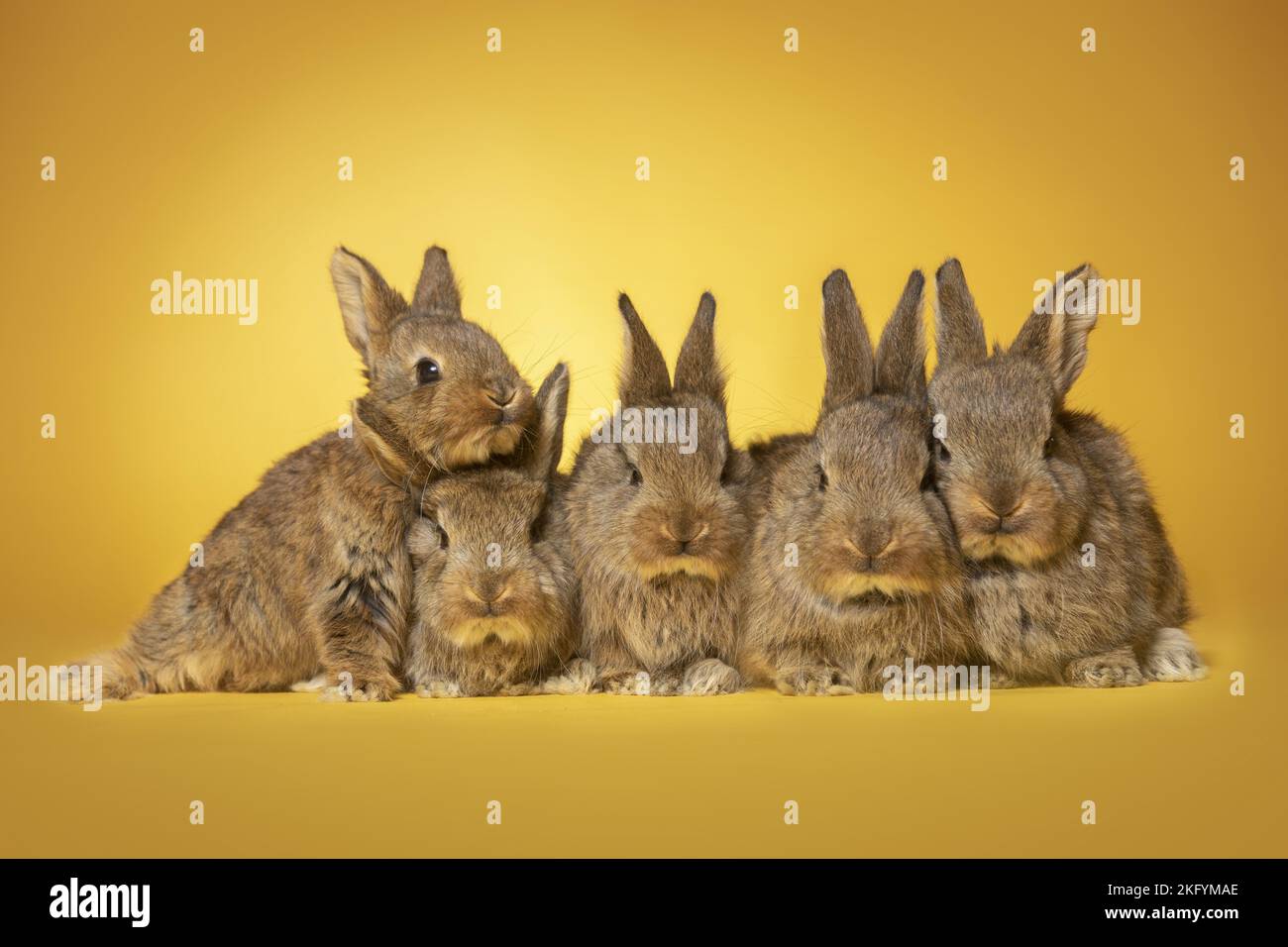 5 young rabbits Stock Photo - Alamy