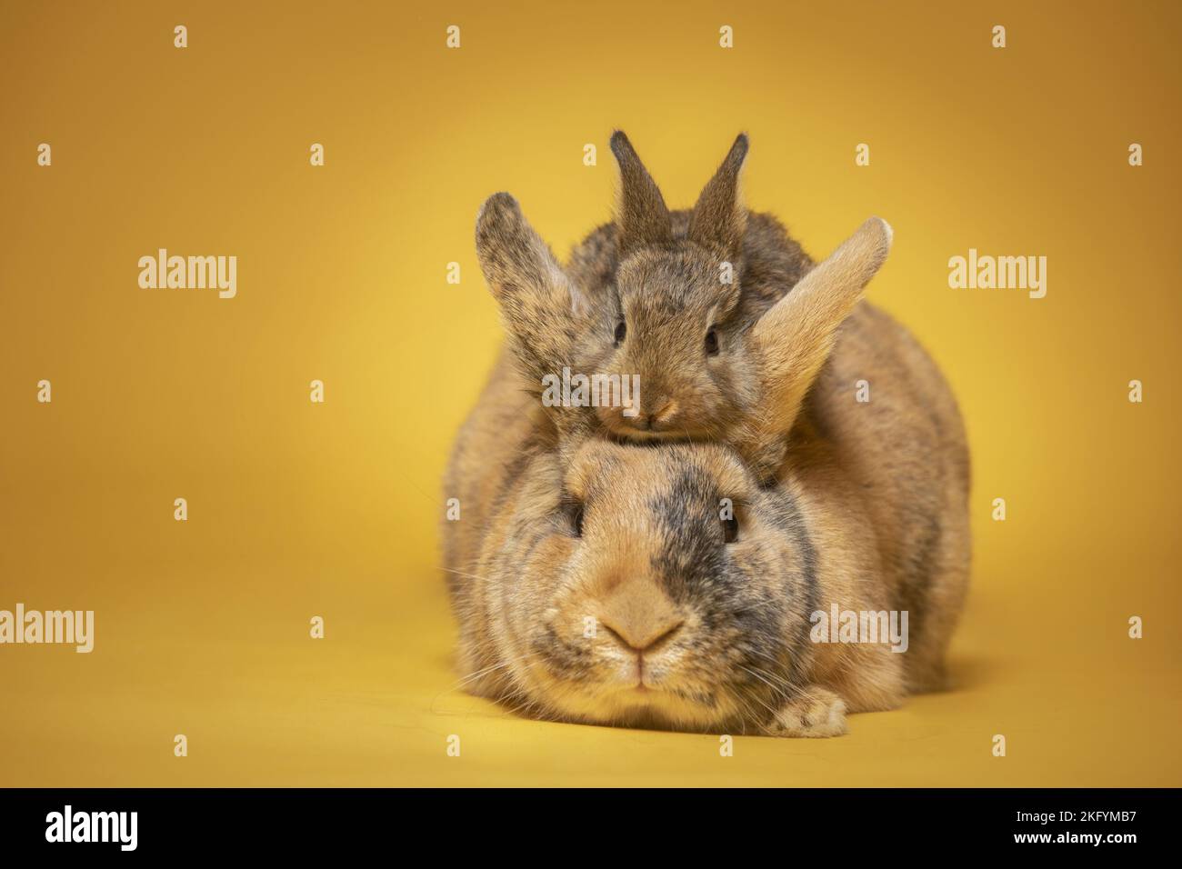 female rabbit with baby Stock Photo - Alamy