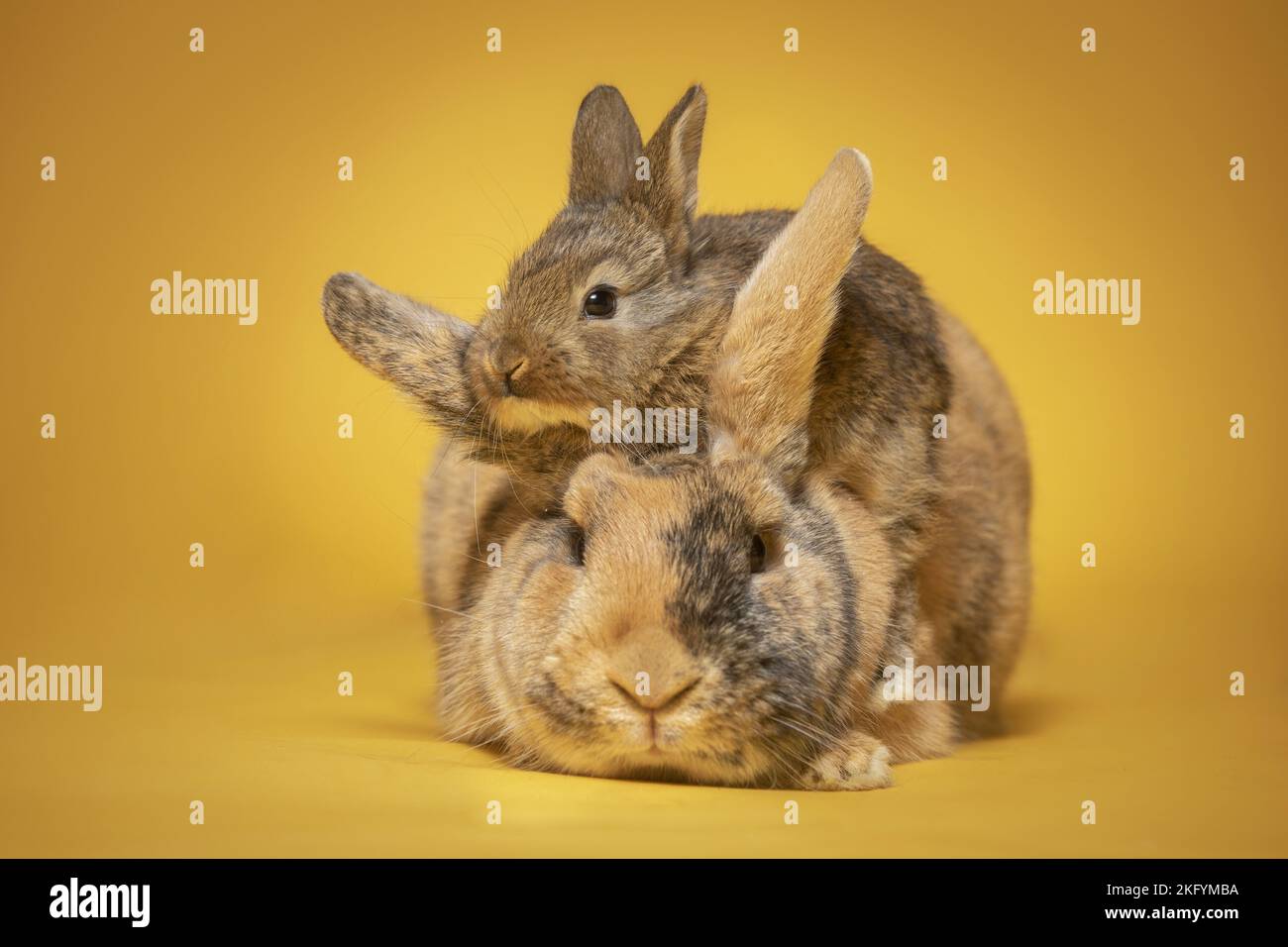 Cute rabbit coloured studio hi-res stock photography and images - Alamy