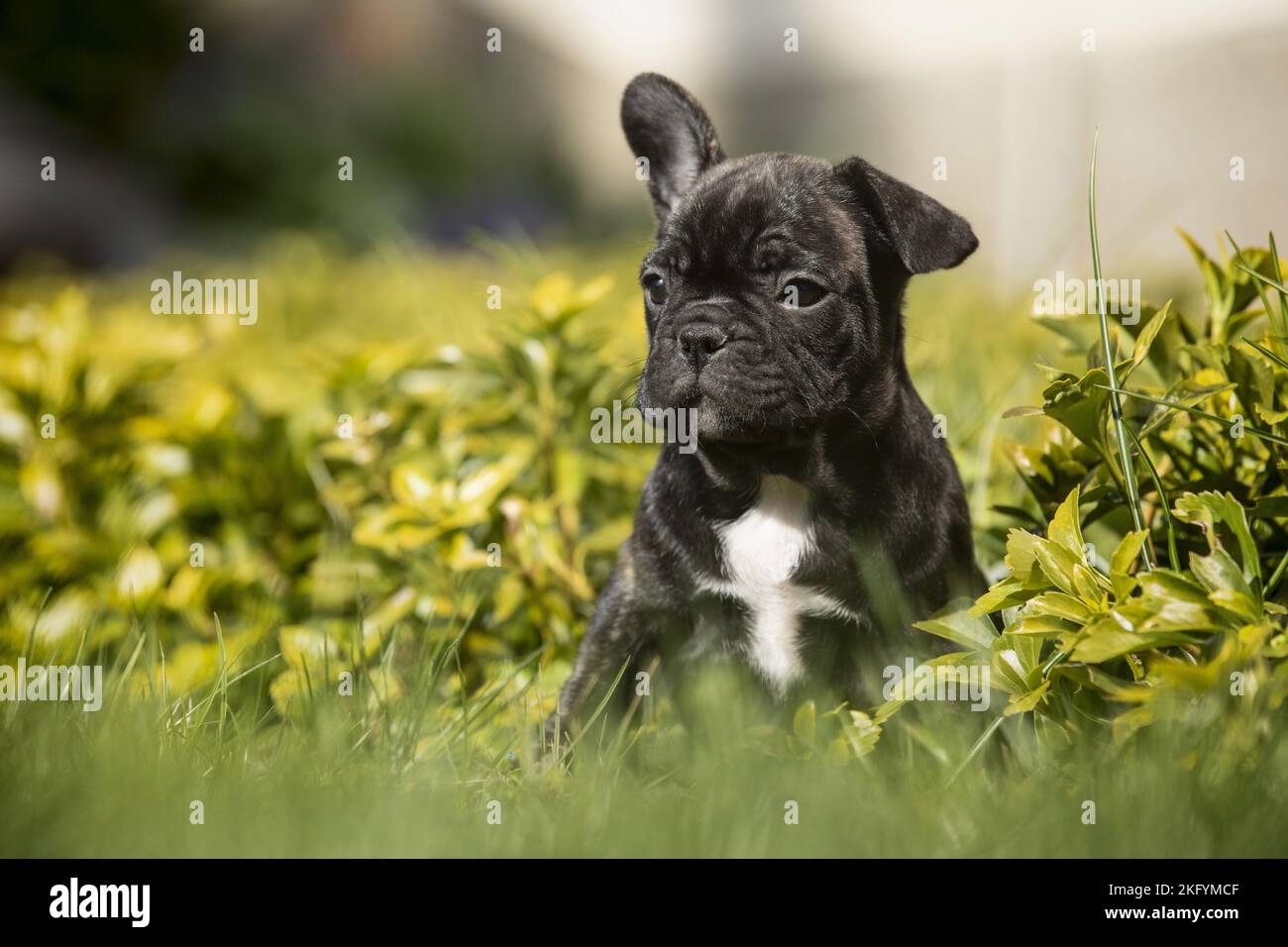 sitting french bulldog puppy Stock Photo - Alamy