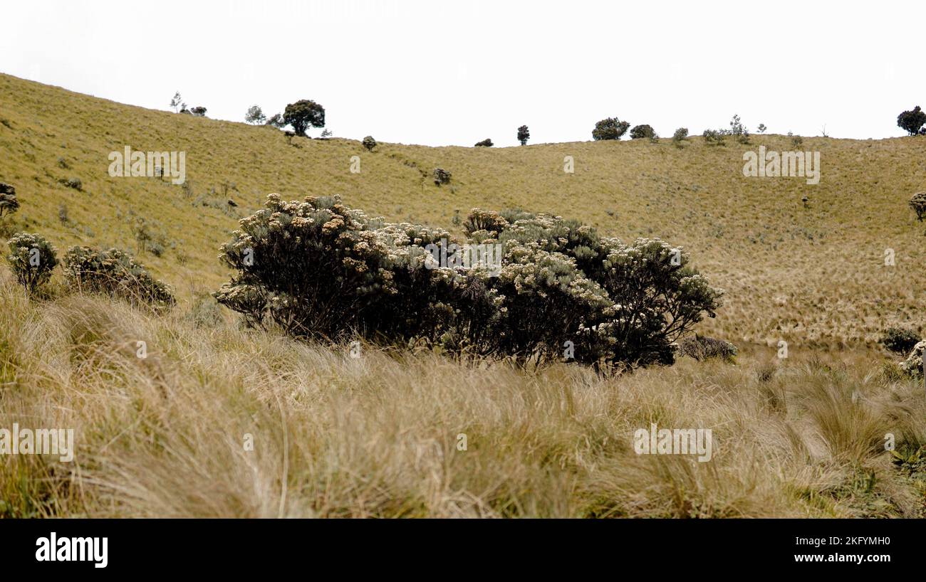 The javanese edelweiss hi-res stock photography and images - Alamy