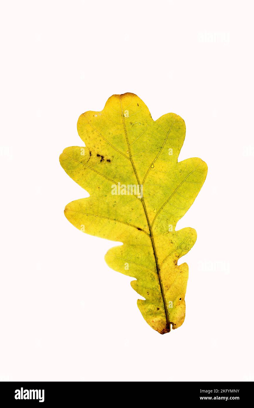 Close up backlit common hi-res stock photography and images - Alamy