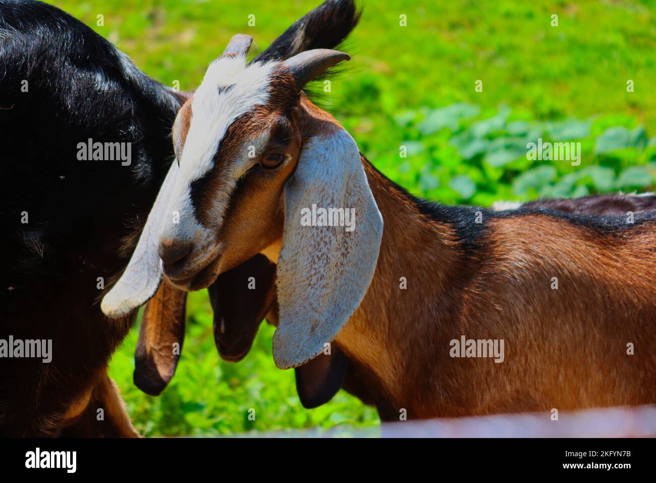 Kid following mother goat hi-res stock photography and images - Alamy
