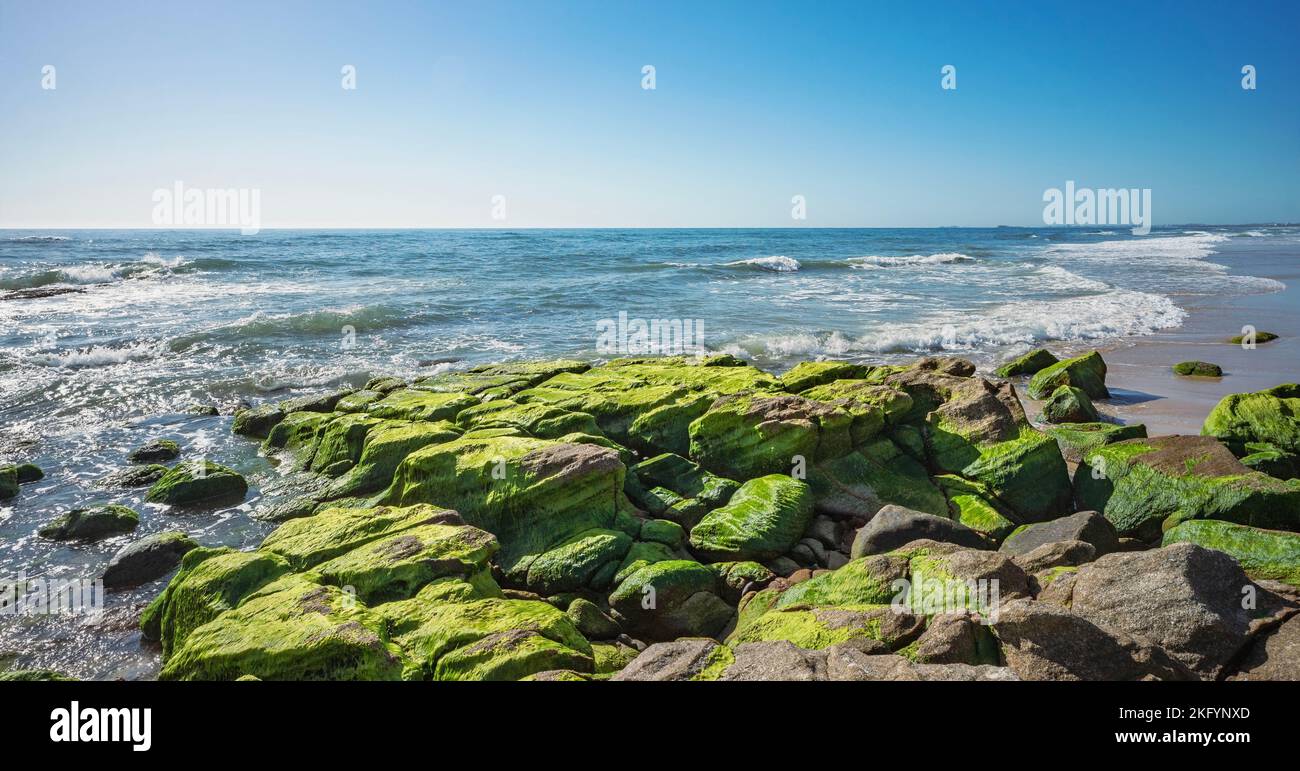 Looking out to sea from moss covered rocks at Point Arkwright, Coolum ...
