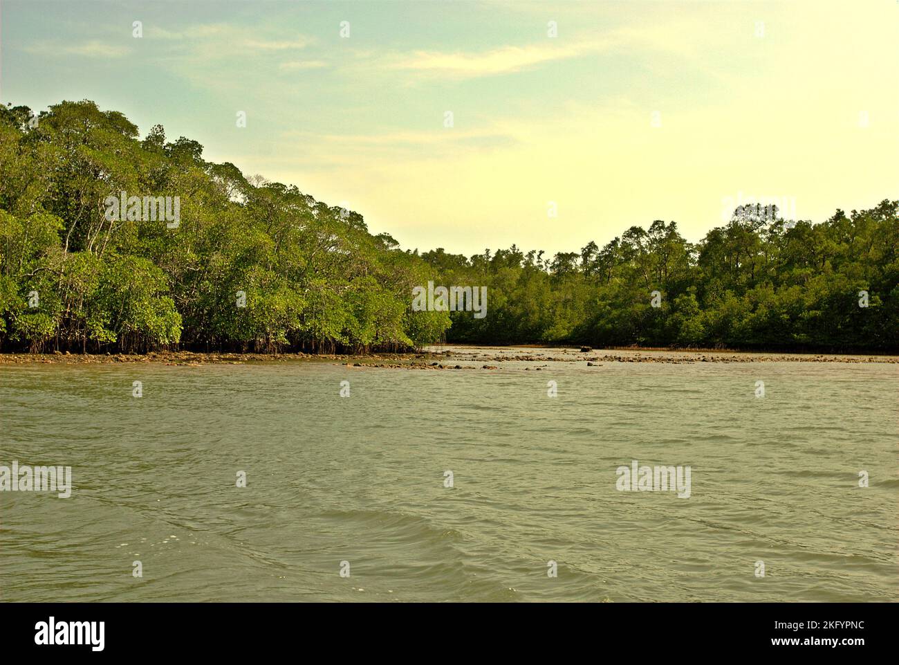Mangrove trees on the coastal area of Handeuleum Island, a part of ...