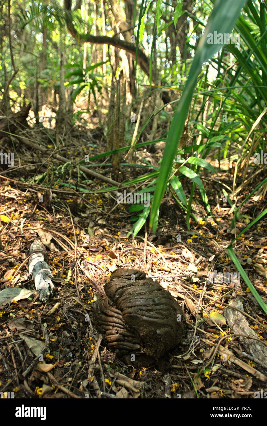 A mammal dung in the middle of the lowland rainforest of Ujung Kulon ...