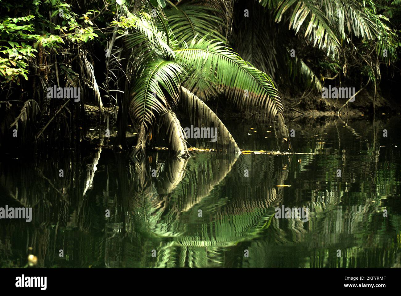 Vegetation on the bank of Cigenter river in Handeuleum Island, a part ...