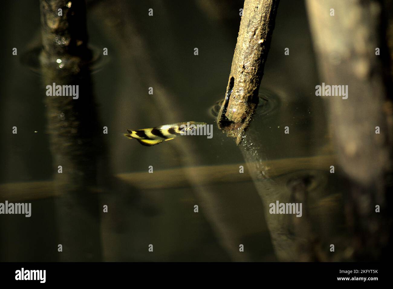 A river fish in Cigenter river, Handeleum Island, Ujung Kulon National ...