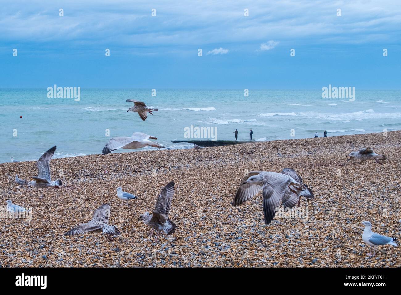 Seagulls on the beach, Brighton, England 2022 Stock Photo - Alamy