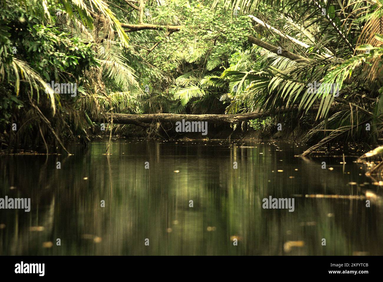 A view of Cigenter river in Handeuleum Island, a part of Ujung Kulon ...