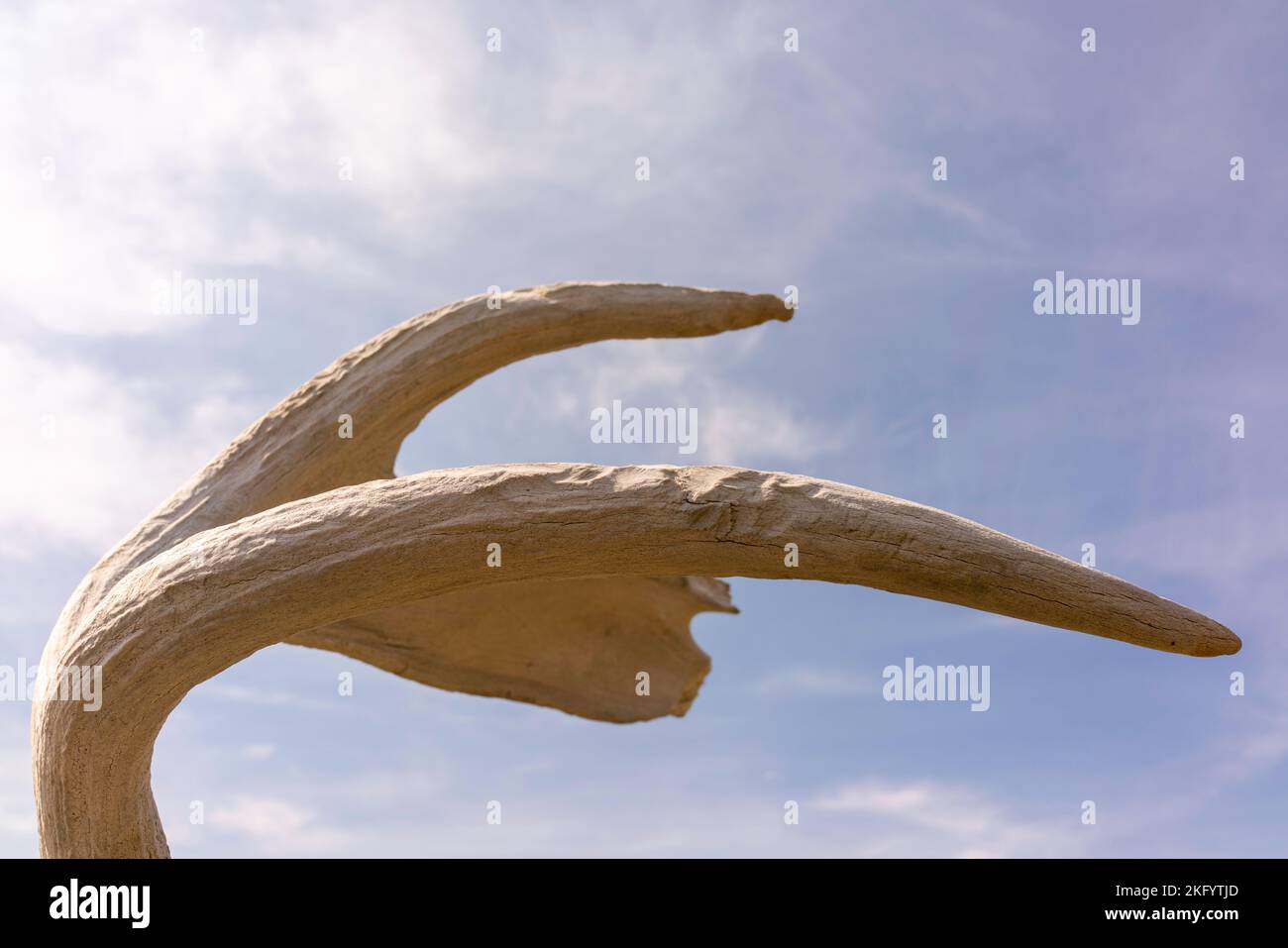 Elk Skull, Little Firehole Meadows, Yellowstone National Park; Wyoming ...