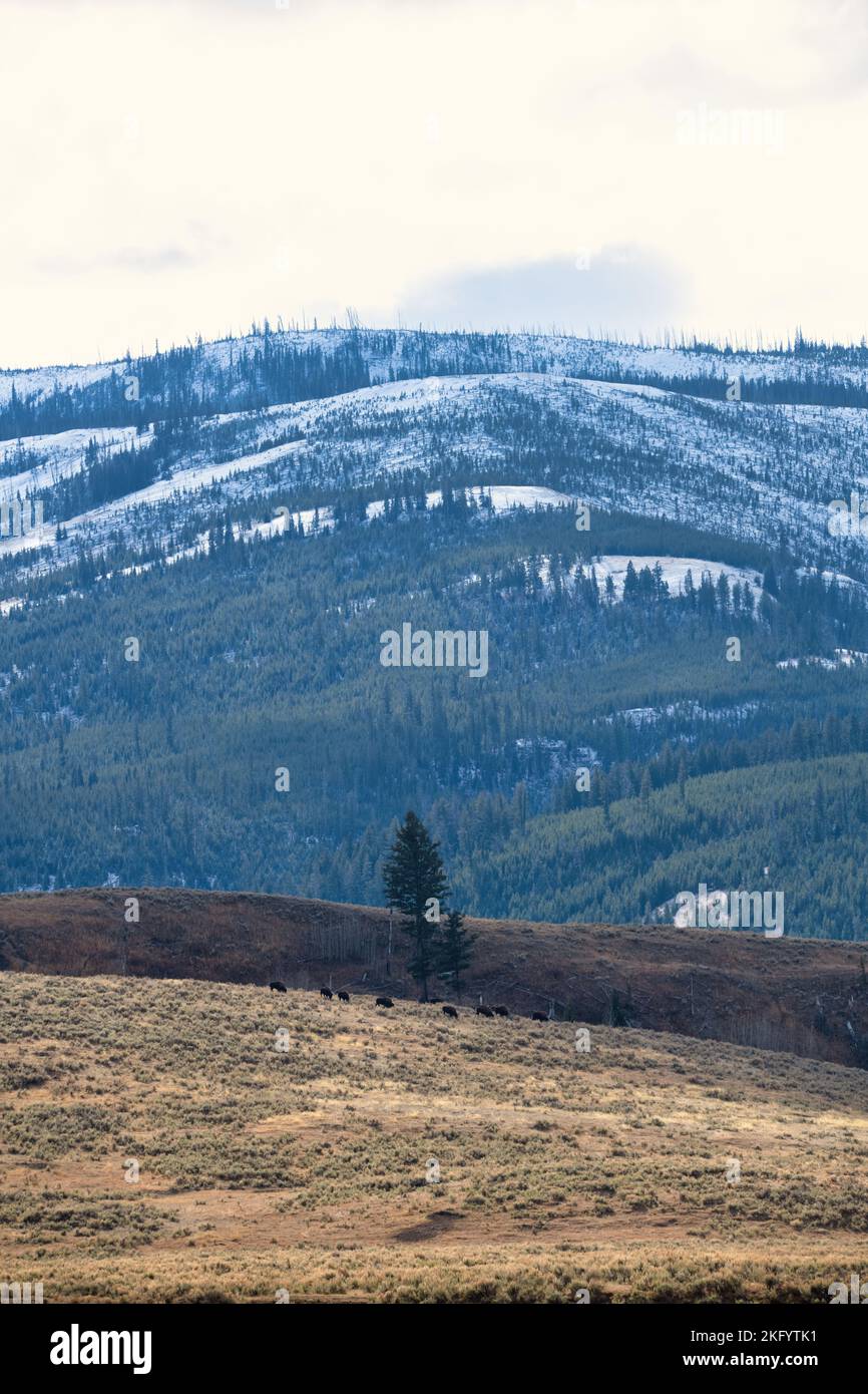 Wolf sunset yellowstone hi-res stock photography and images - Alamy