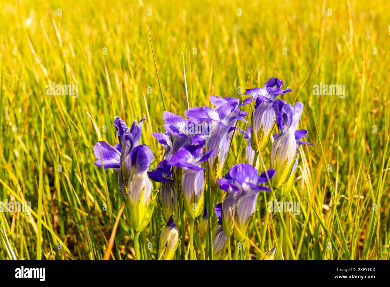 Official flower of yellowstone national park hi-res stock photography ...