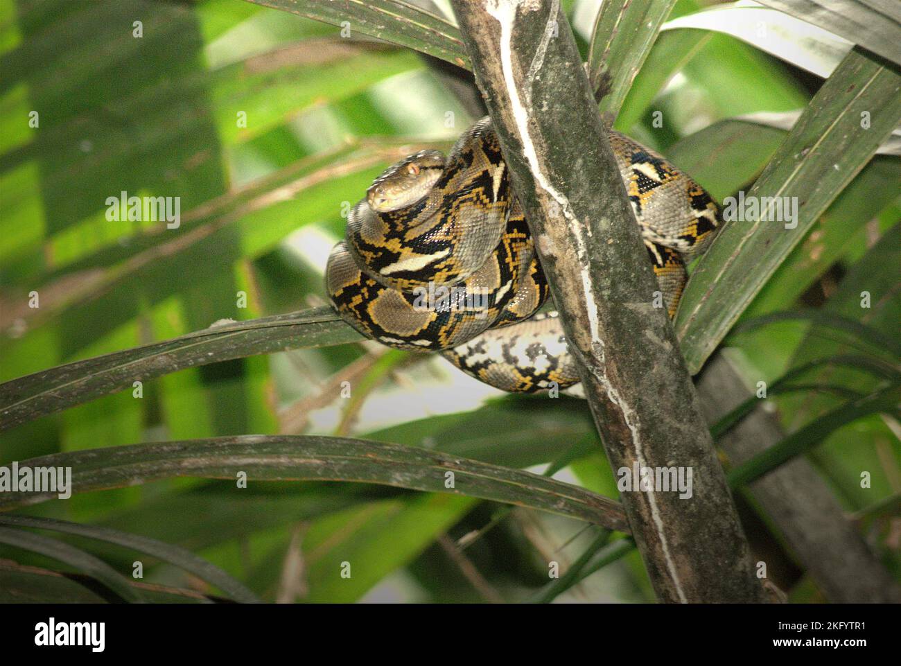 Tropical snake hi-res stock photography and images - Alamy