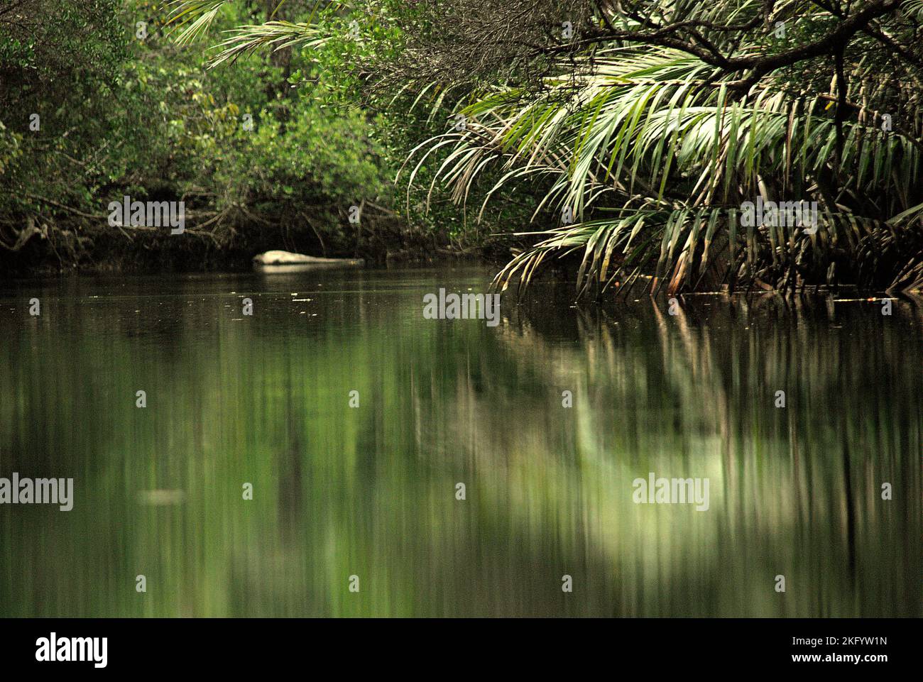 A view of Cigenter river in Handeuleum Island, a part of Ujung Kulon ...