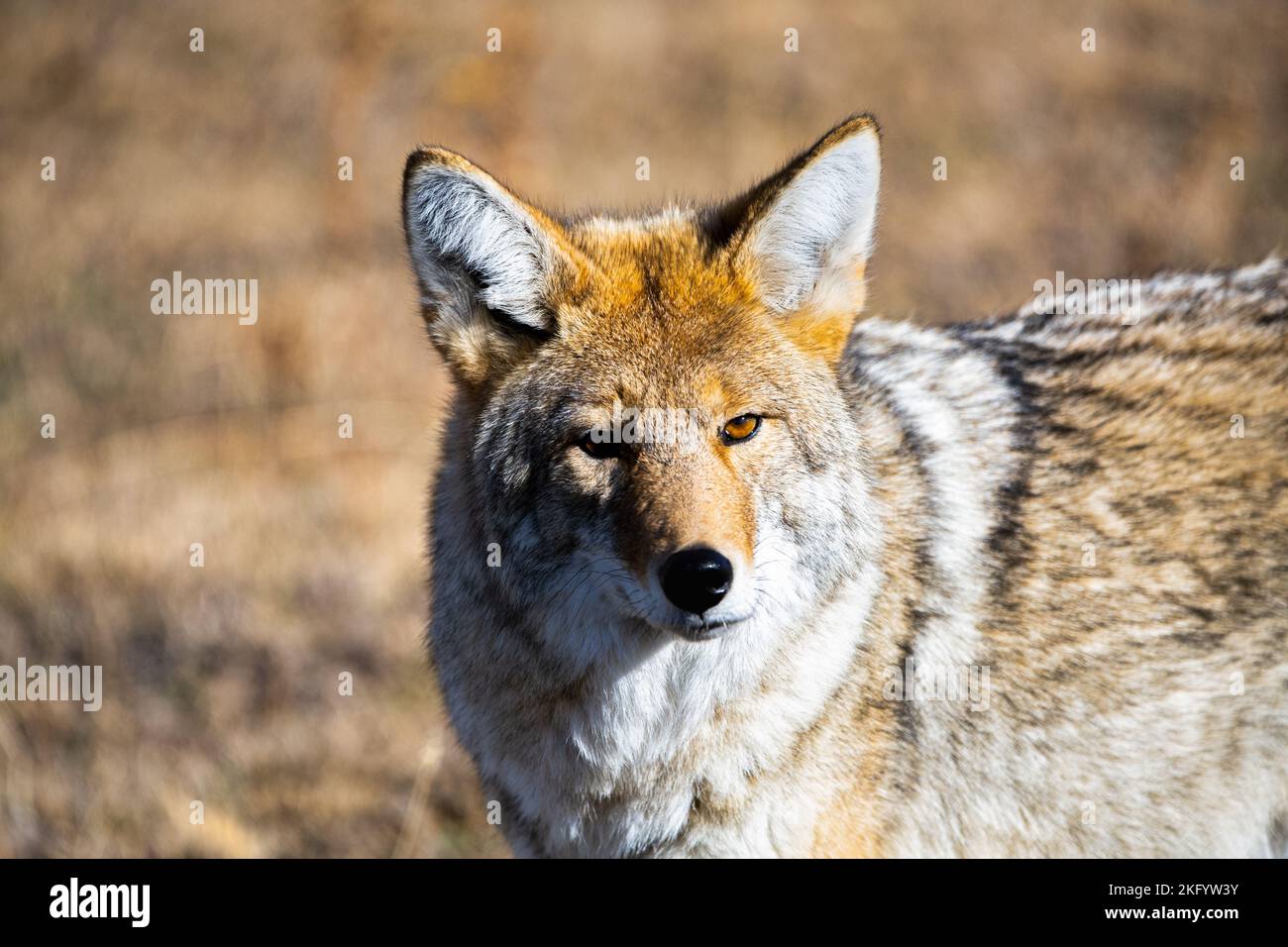 Wolves yellowstone park summer hi-res stock photography and images - Alamy