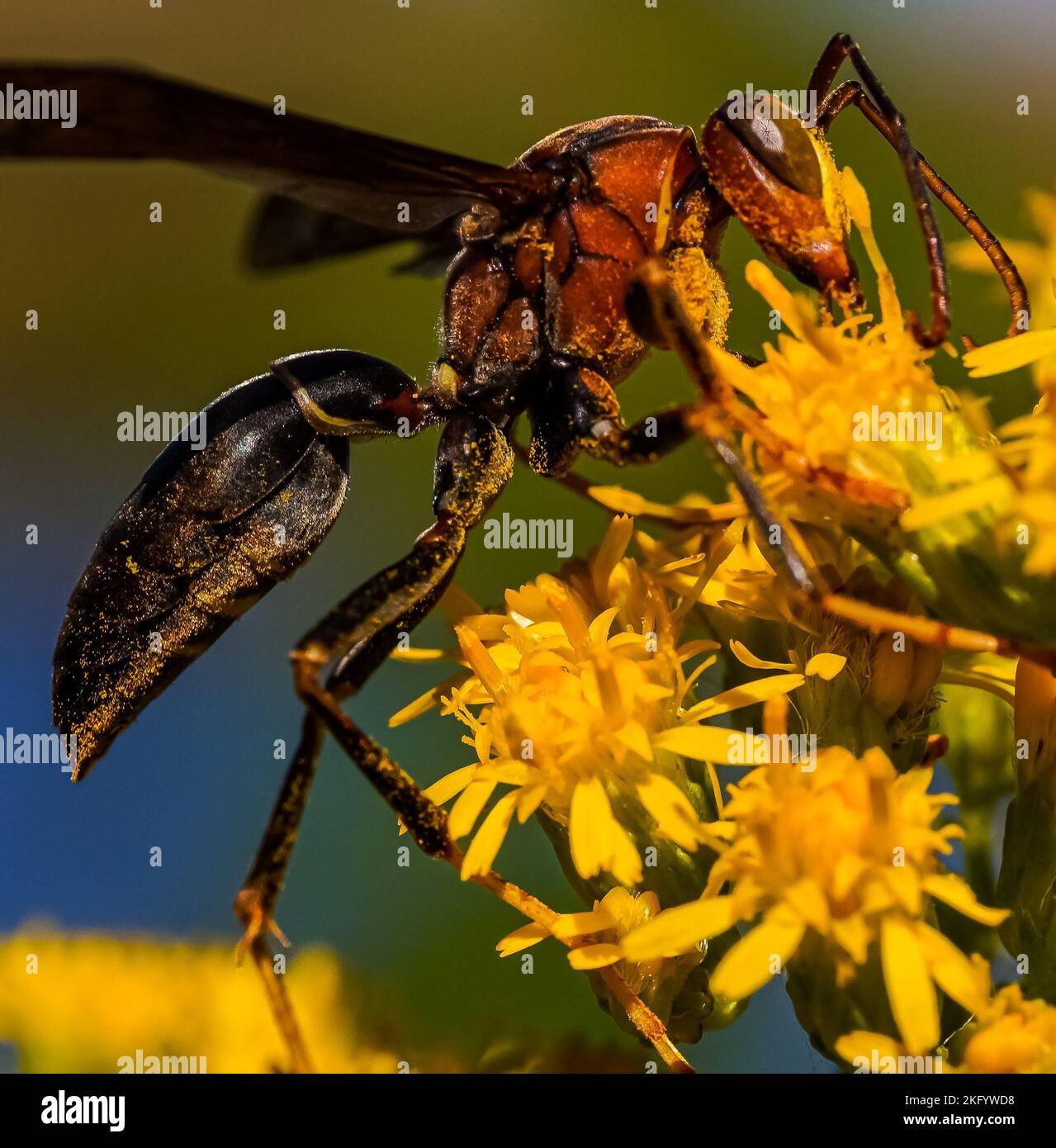 A colorful selective focus image of an Asian giant hornet in yellow ...