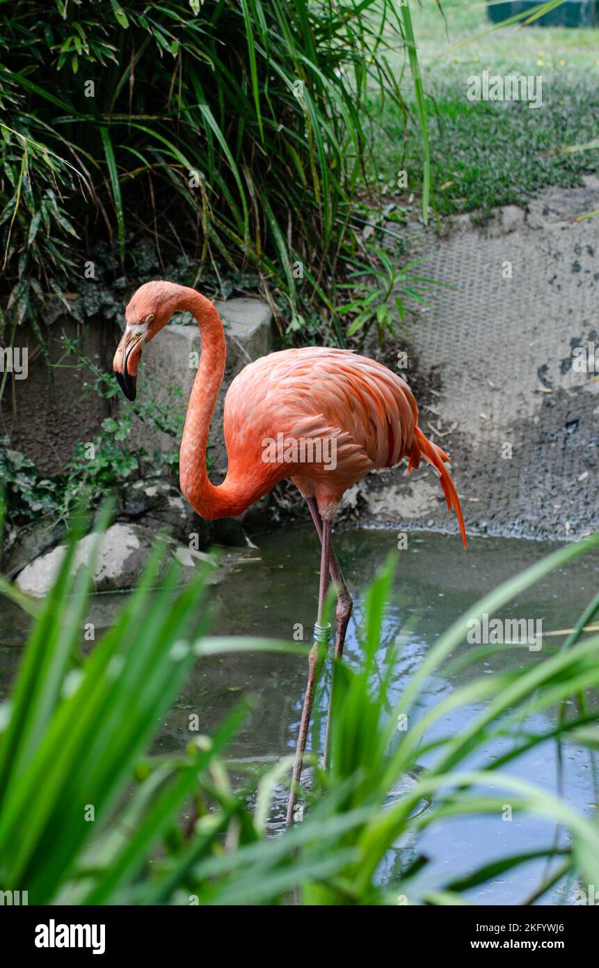 Flamingo wading through water in enclosure Stock Photo - Alamy