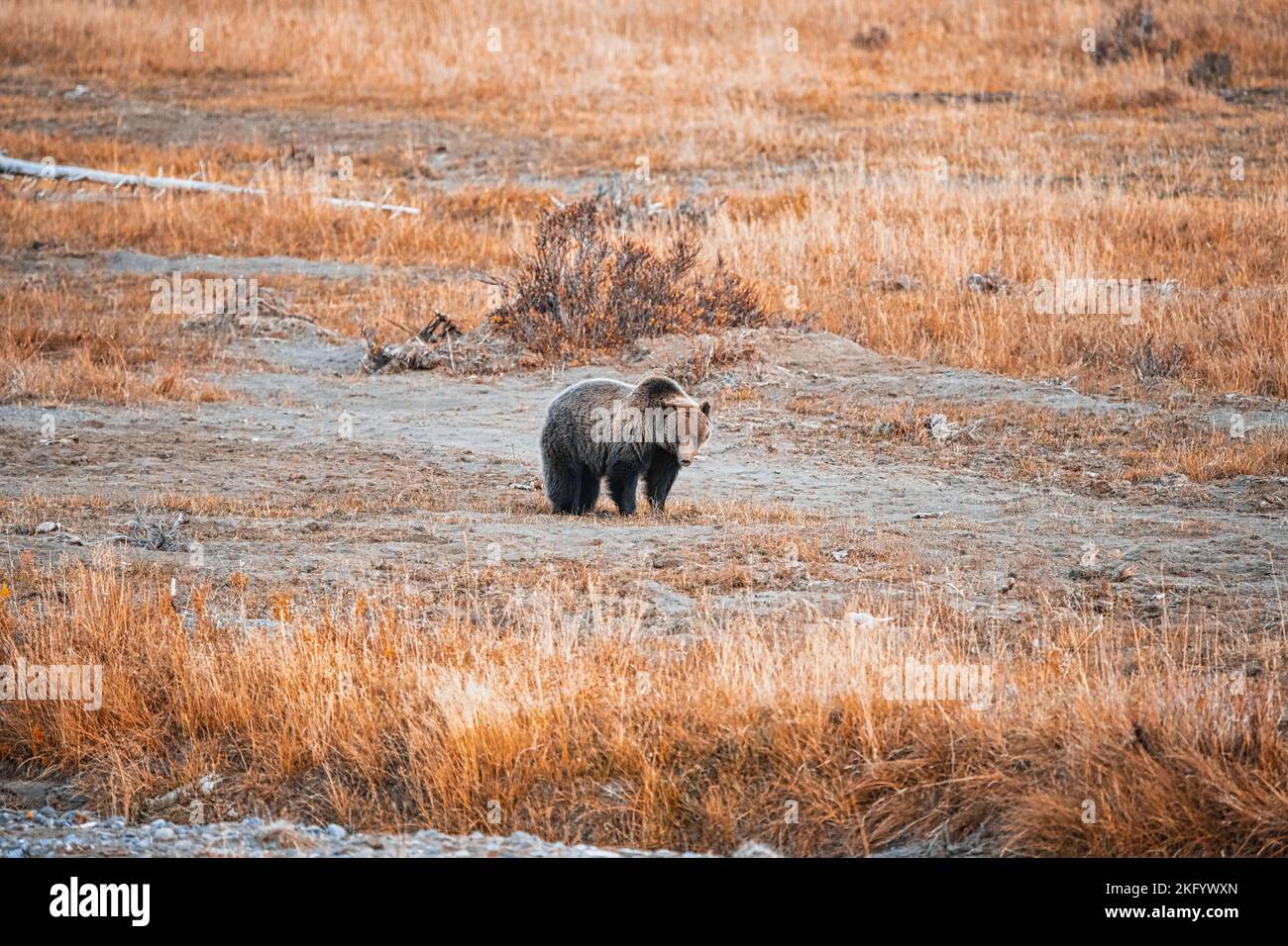 Wolf grizzly bear gray hi-res stock photography and images - Alamy
