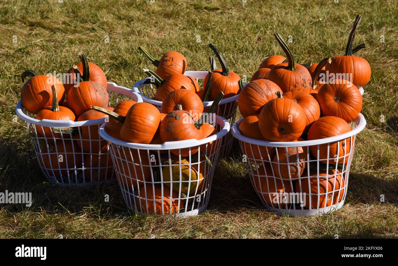 Baskets full of pumpkins wait to be launched by competitors for the ...