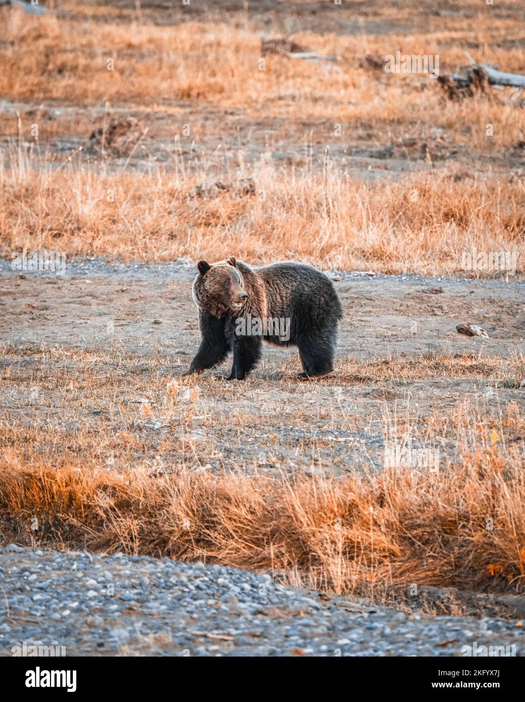 Grizzly Bear in Yellowstone National Park Stock Photo - Alamy