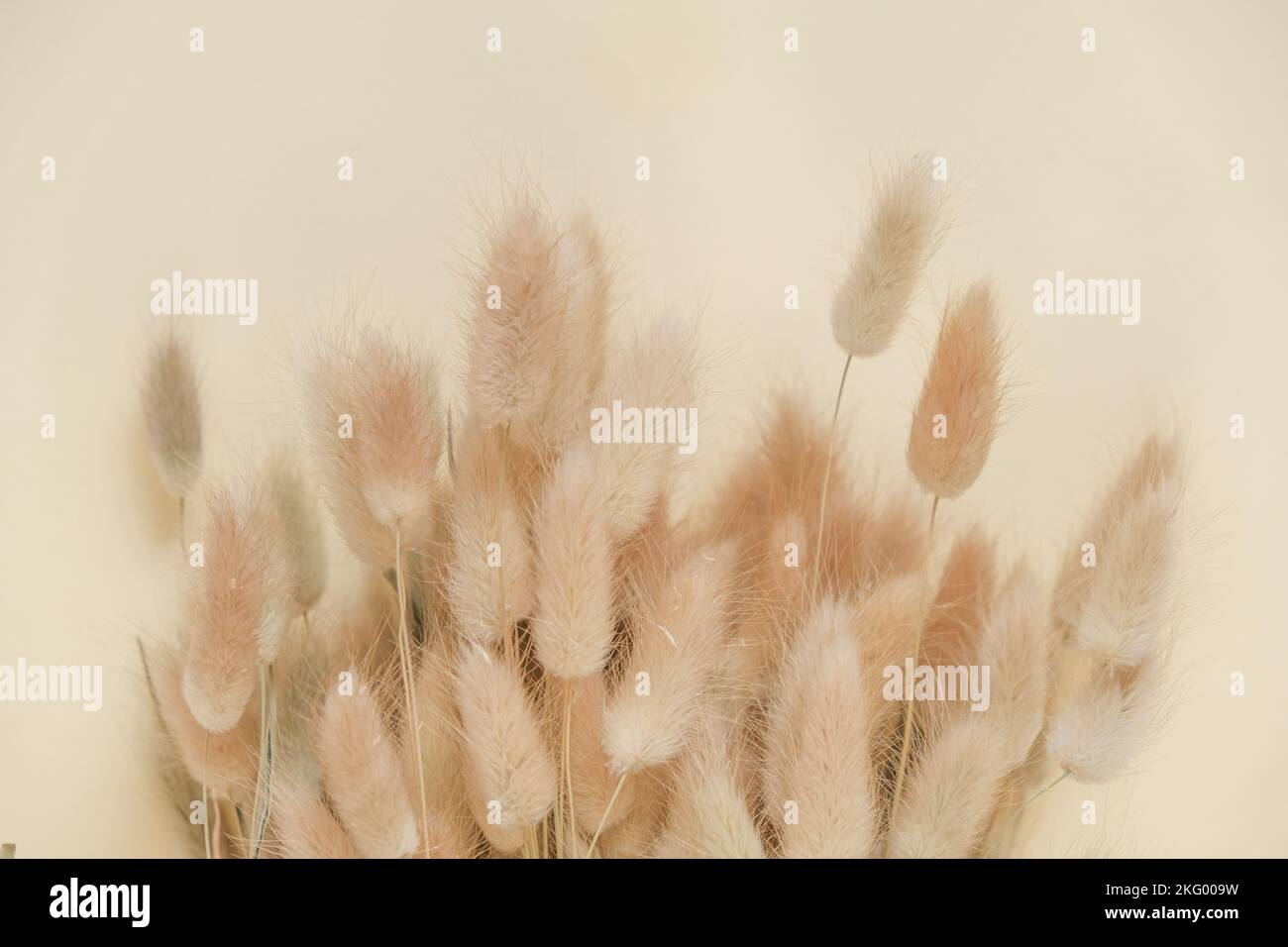 Dried flowers in beige shade.Bunny Grass Plant.Lagurus ovatus. fluffy ...