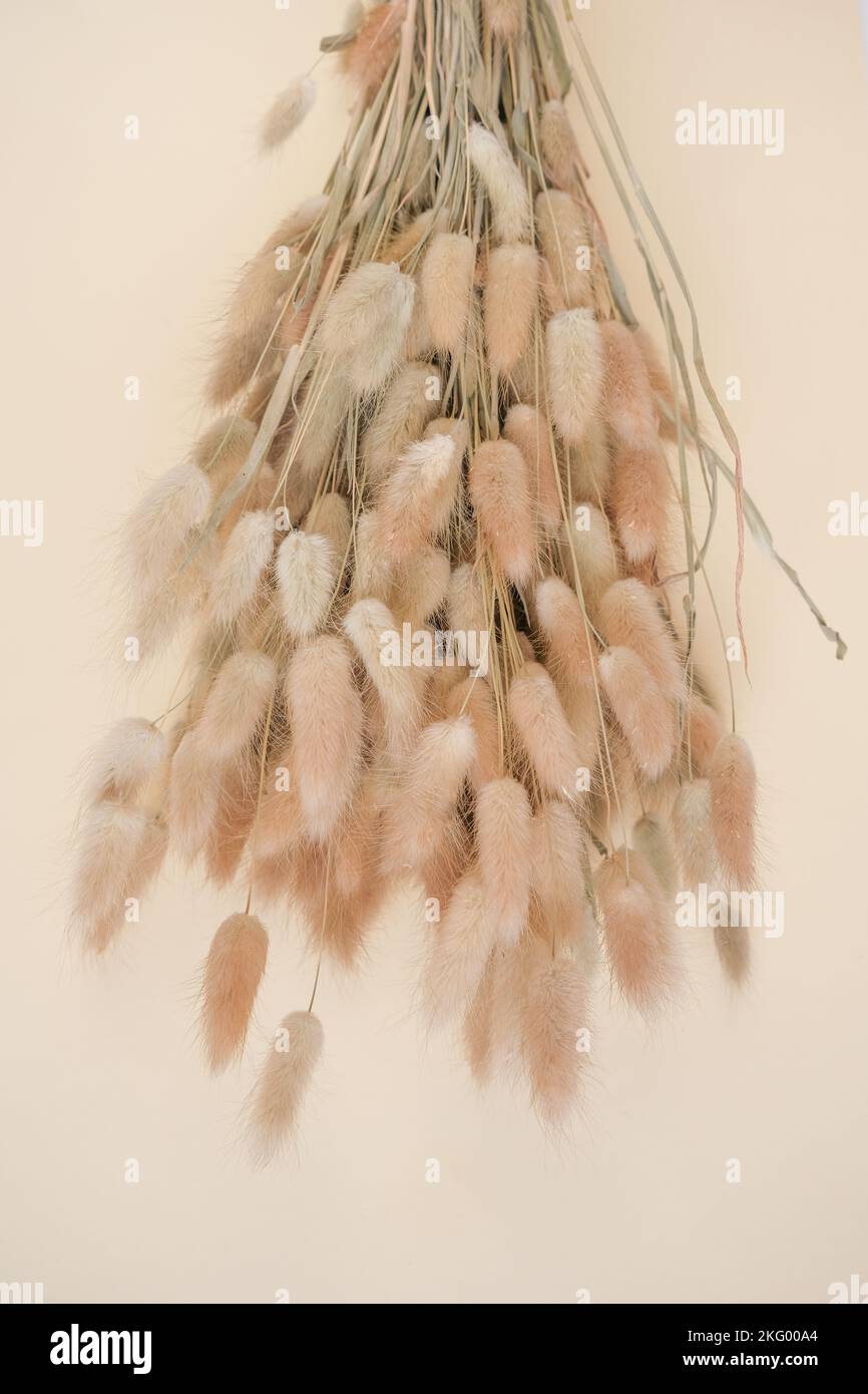 Lagurus ovatus.Dried flowers in beige shade. Dry fluffy flowers ...
