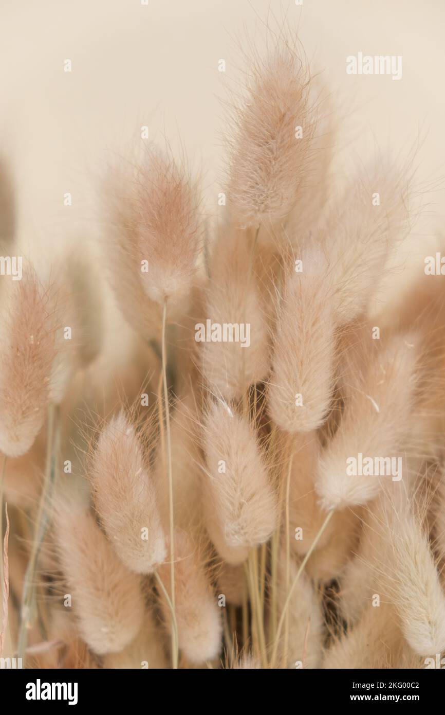 Dried flowers in beige shade.Bunny Grass Plant.Lagurus ovatus. Dry ...