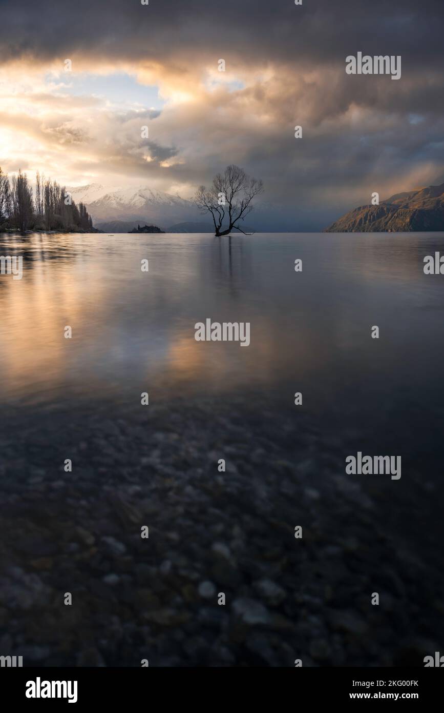 The famous That Wanaka Tree willow sticks out of the Wanaka Lake water ...