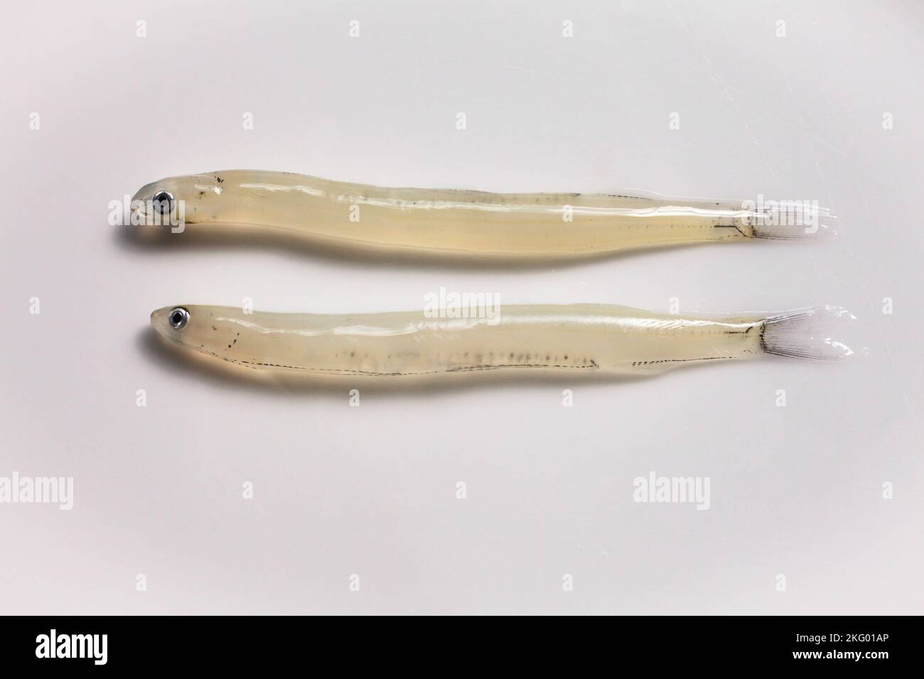 New Zealand Whitebait species : one of the six species (not Galaxias ...