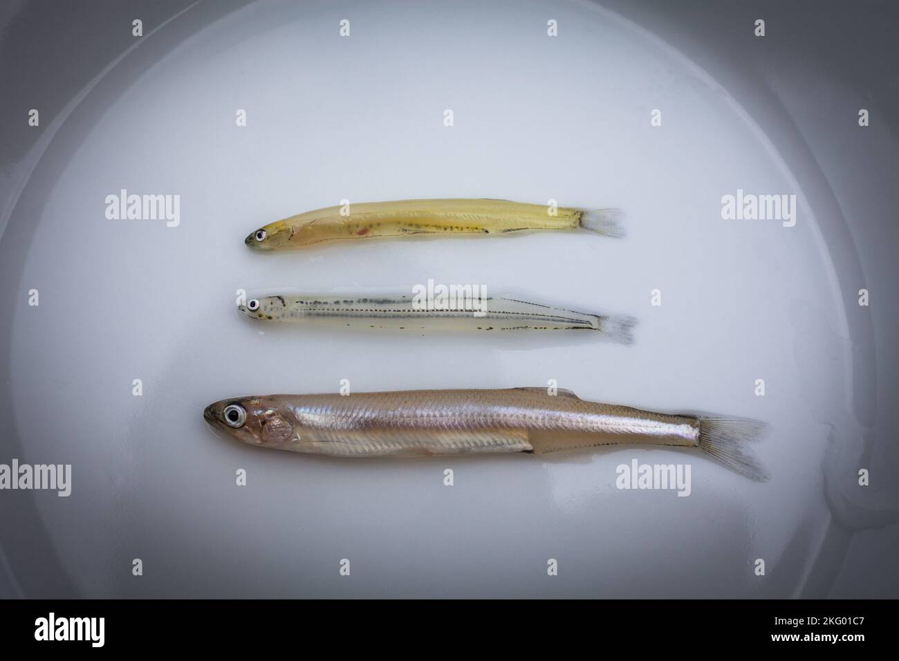 White bait fish new zealand hi-res stock photography and images - Alamy