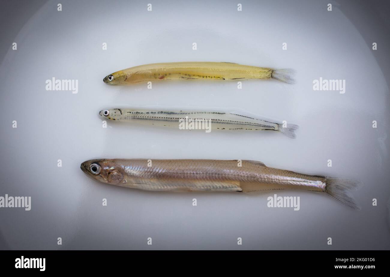 New Zealand Whitebait species : three of the six species (Galaxias ...