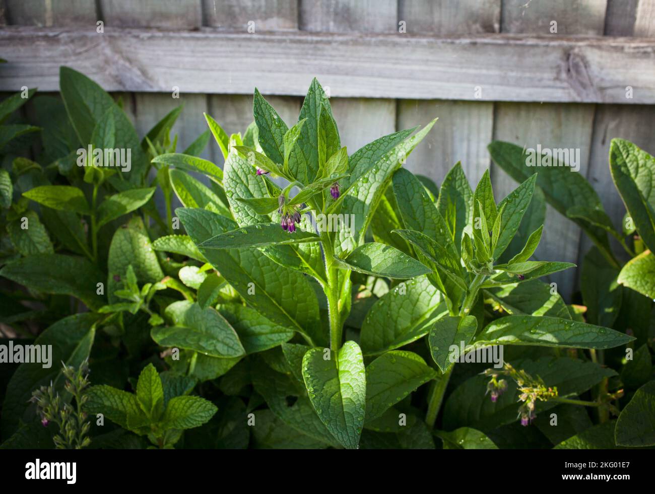 A Look at life in New Zealand: my organic edible garden: Comfrey ...