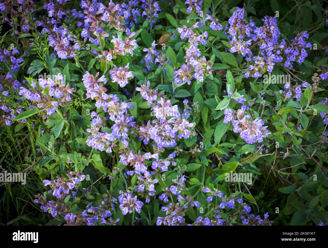 Sage (Salvia officinalis) (sage, also called garden sage, or common ...