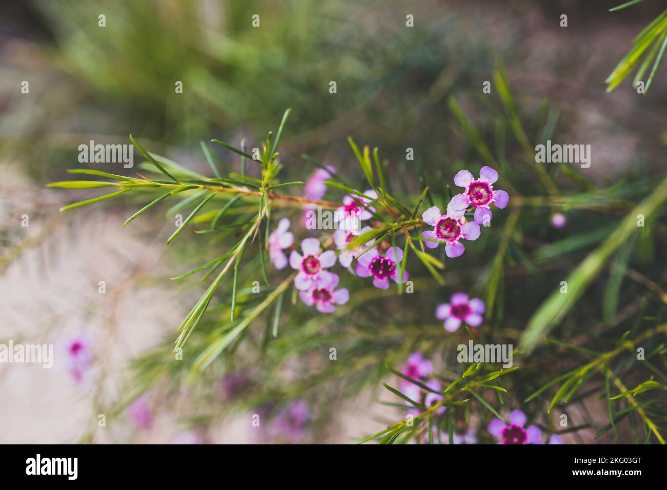 native Australian Geraldton waxflower plant in beautiful tropical ...